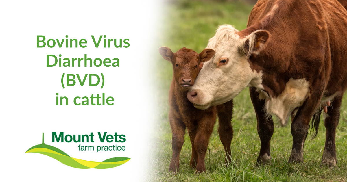Helpful info on Bovine Virus Diarrhoea (BVD) in cattle