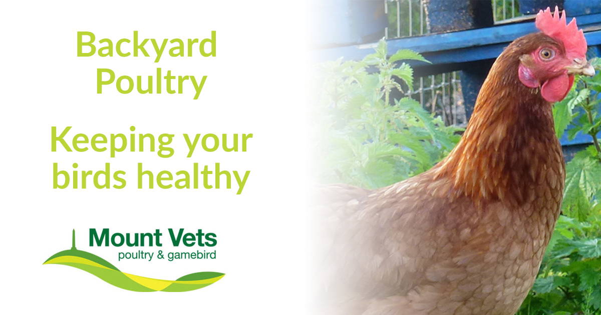 Backyard Poultry Vets - We Keep Your Pet Birds Healthy | Mount Vets
