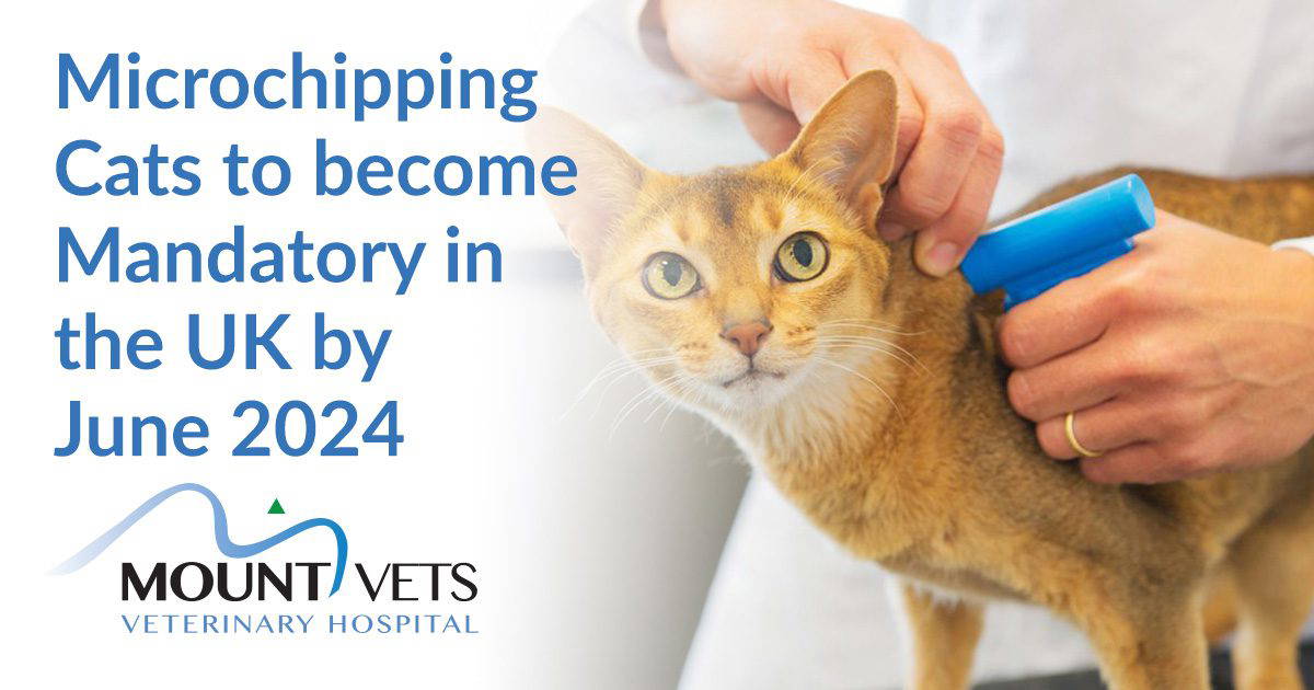 Microchipping Cats to become Mandatory in the UK by June 2024 - Mount ...